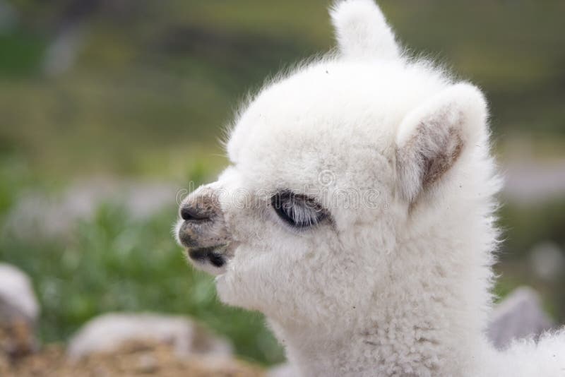 Fluffy Baby Alpaca