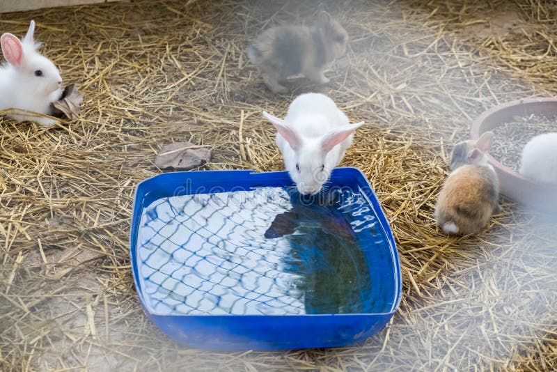 White Rabbit Drinking Water Stock Image - Image of eating, food: 109746095