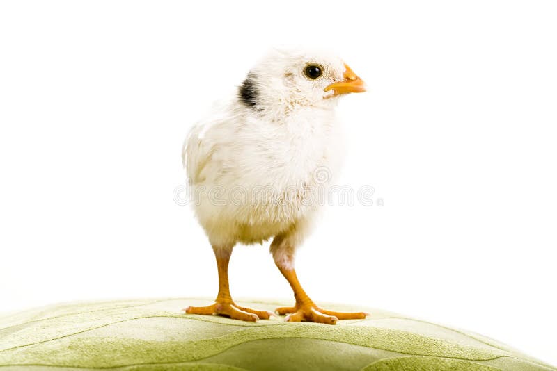 White Baby Chicken Looking To the Right Stock Photo - Image of ...