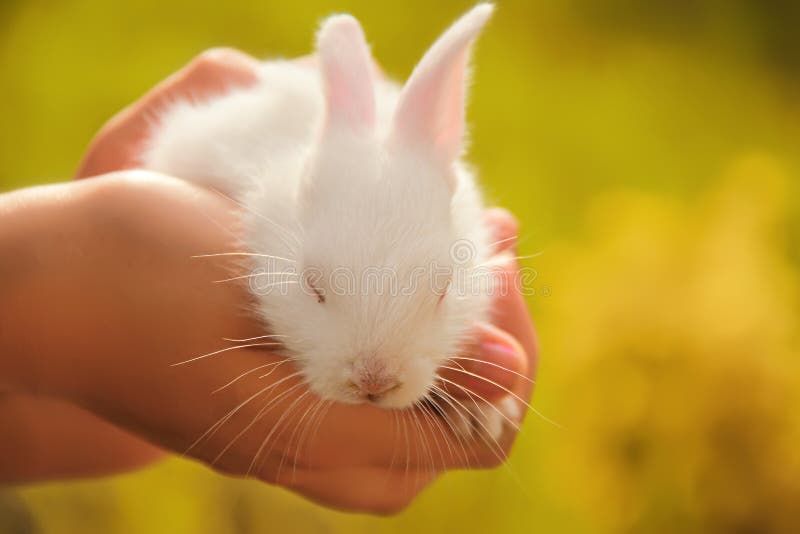 White baby cute rabbit stock image. Image of sleeping - 54728329