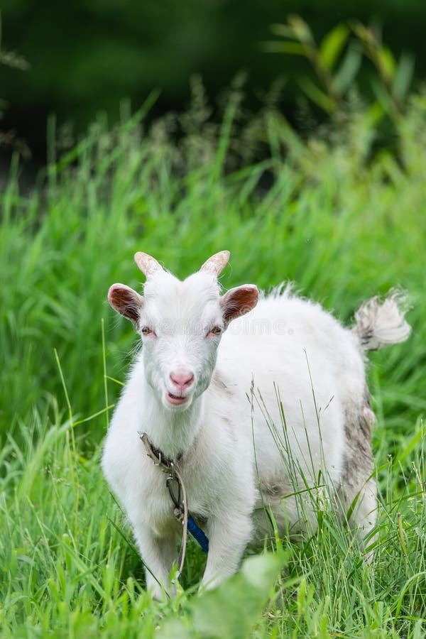 Goat on grass stock image. Image of animal, country - 155100307