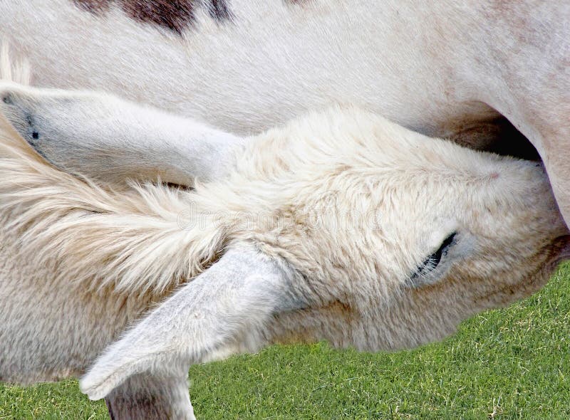 158 Nursing Baby Goat Stock Photos - Free & Royalty-Free Stock Photos ...