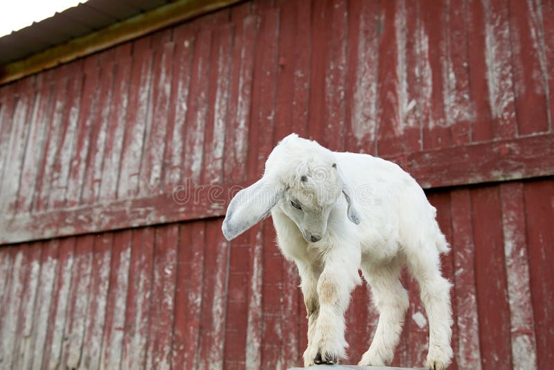 White Baby Goat with Red Barn in Background Stock Image - Image of ...