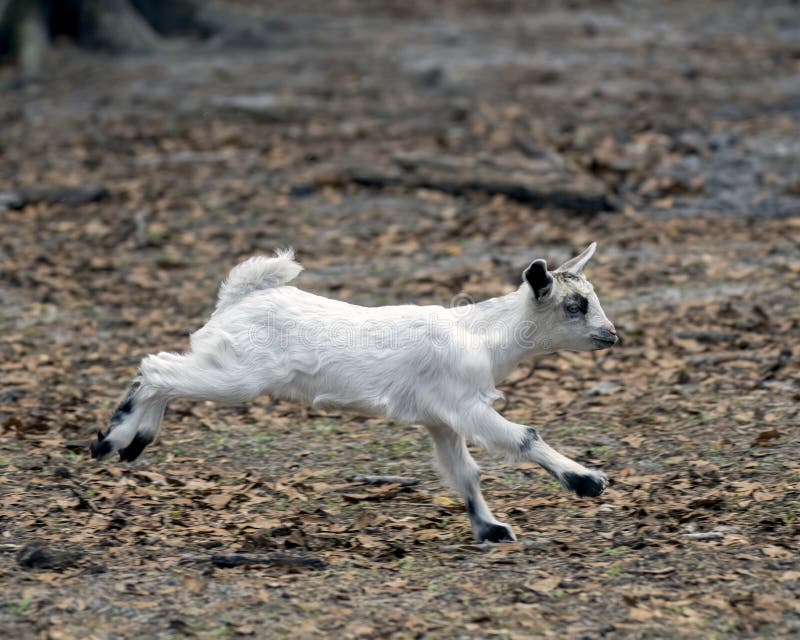 A White Baby Goat Running through a Field Stock Image - Image of ...