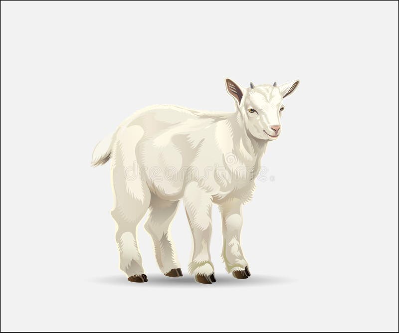 White Baby goat stock illustration. Illustration of baby - 136644920
