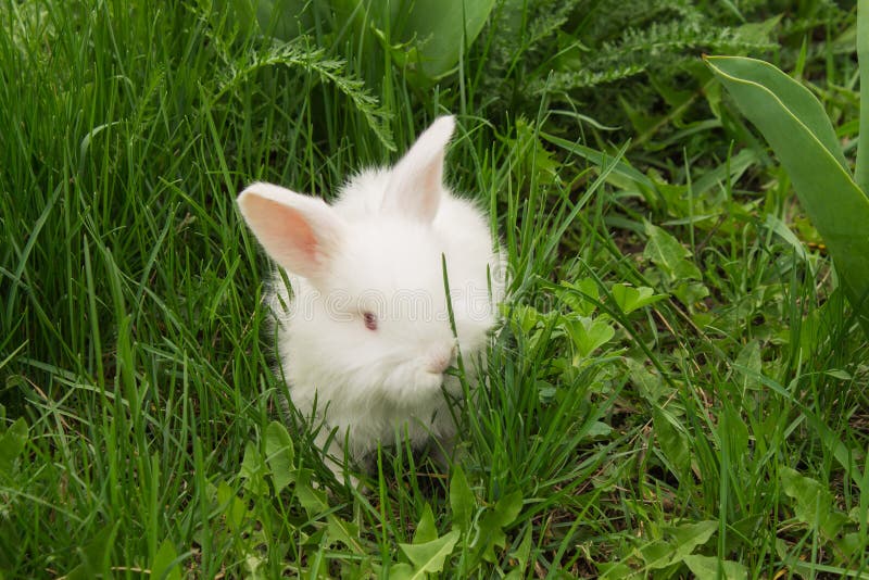 White Baby Rabbit in the Grass Eating Grass. Stock Image - Image of ...