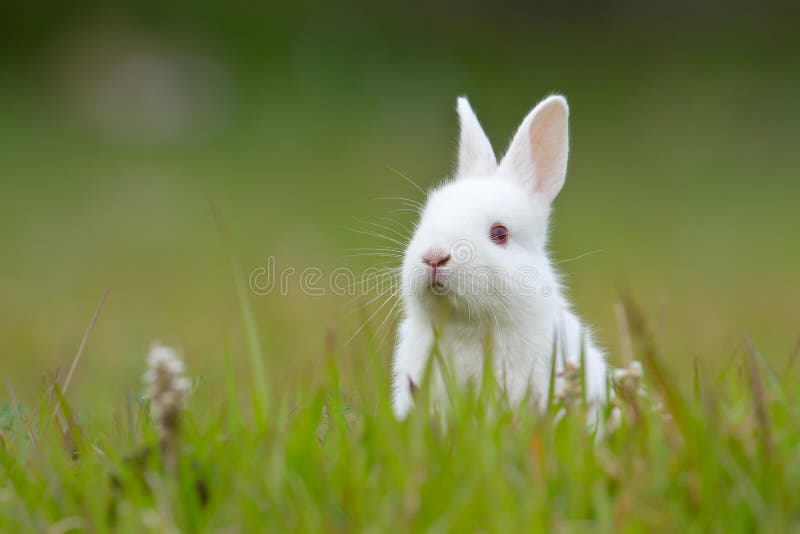 White Baby Rabbit in the Grass Stock Photo - Image of front, grass ...