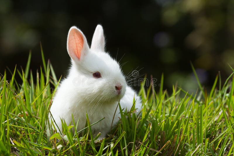 White baby rabbit in grass stock image. Image of white - 48894989
