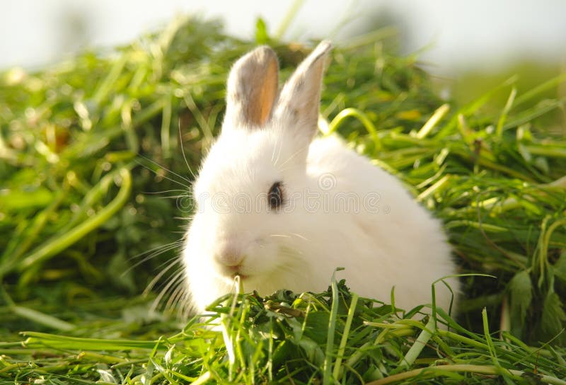 White rabbit on the grass stock photo. Image of bege - 101149644