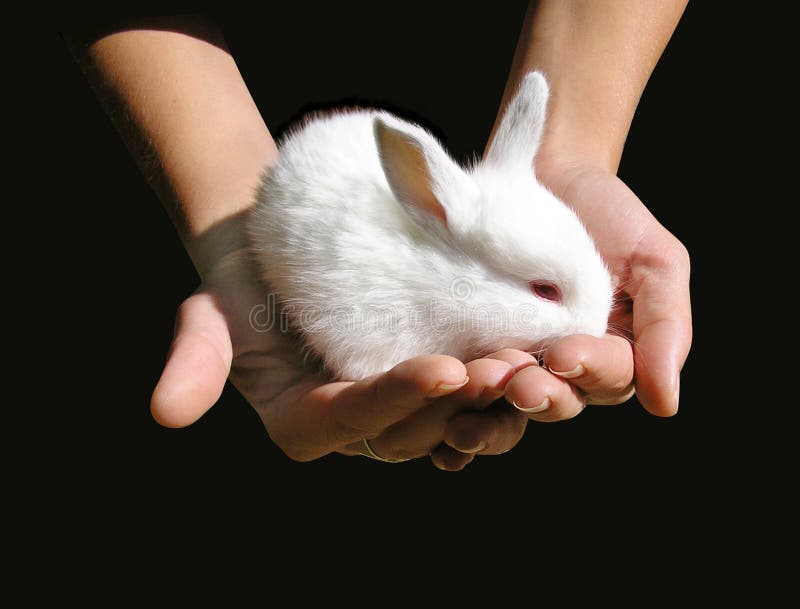 White Baby-rabbit in Woman S Hands Stock Image - Image of baby, care ...