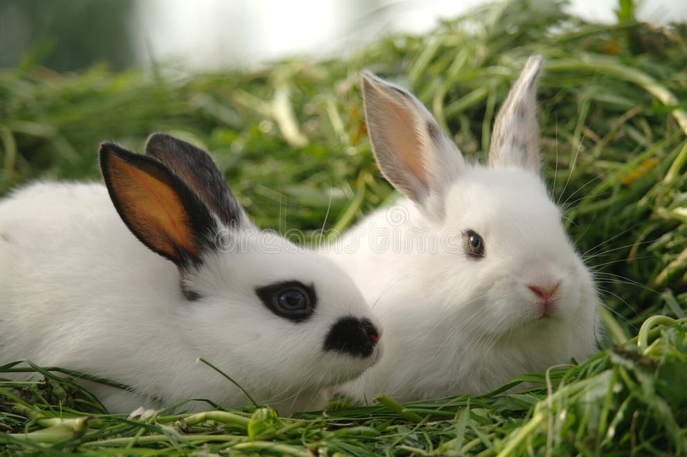 White Baby Rabbits on Green Grass Stock Image - Image of field, lawn ...