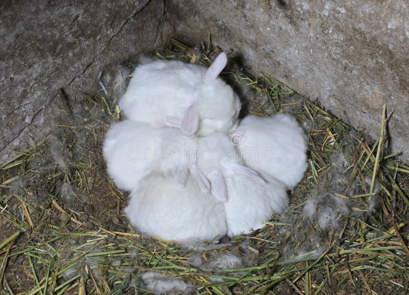 White Baby Rabbits Sleep in Nest Stock Photo - Image of family ...