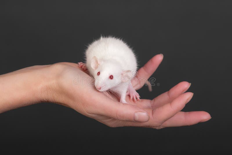 232 Baby Albino Rat Stock Photos - Free & Royalty-Free Stock Photos ...
