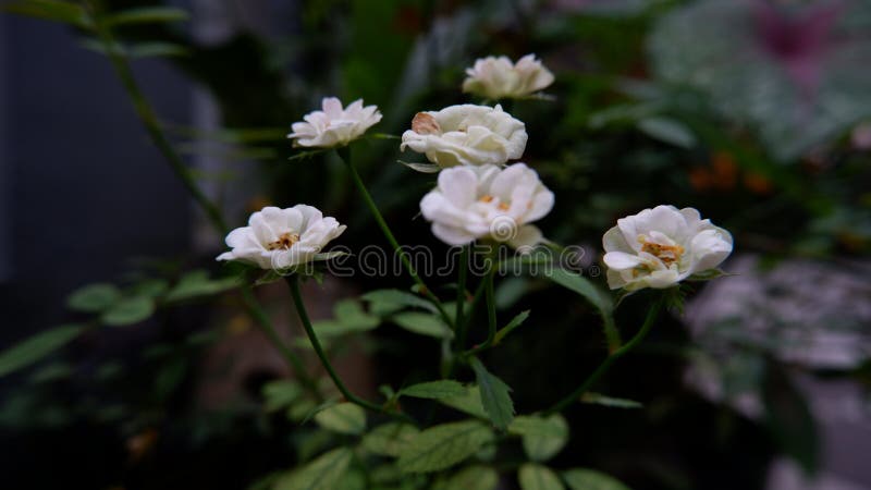White Baby Rose& X28;Rosa Multiflora& X29; Stock Photo - Image of ...