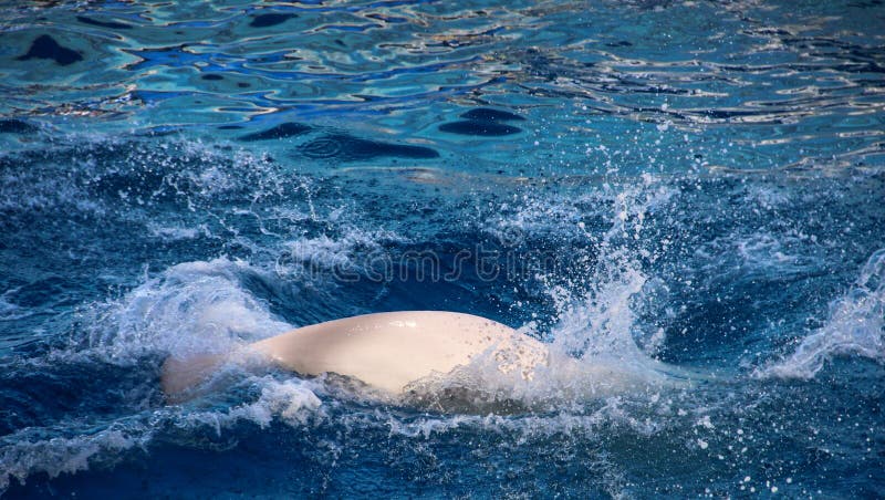 White Back of a Beluga that Dived Under the Water Stock Photo - Image ...