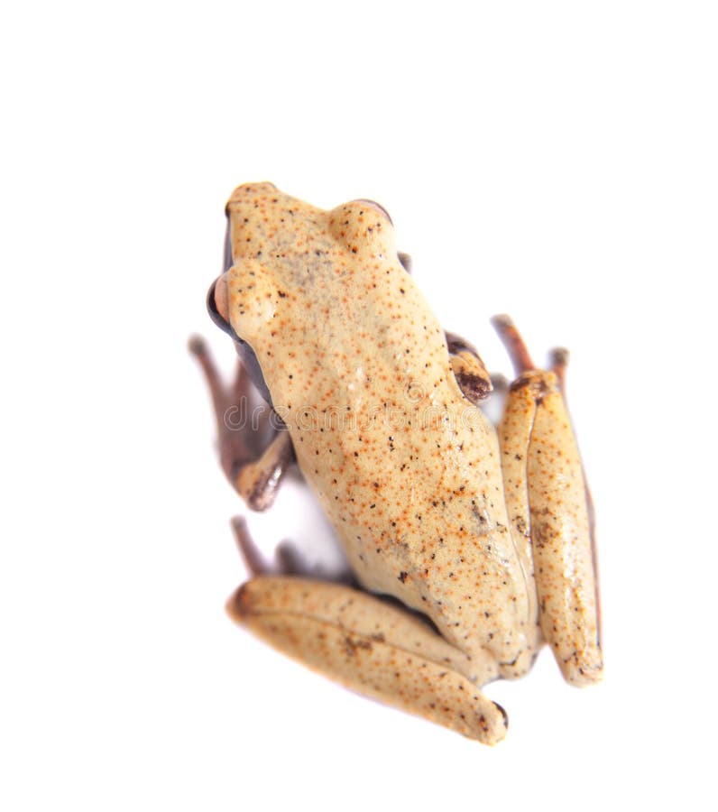Isolated Frog, Back View stock photo. Image of above, entire - 2607034