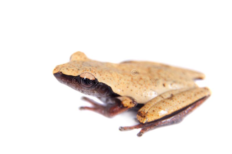 189 Frog Back View Stock Photos - Free & Royalty-Free Stock Photos from ...