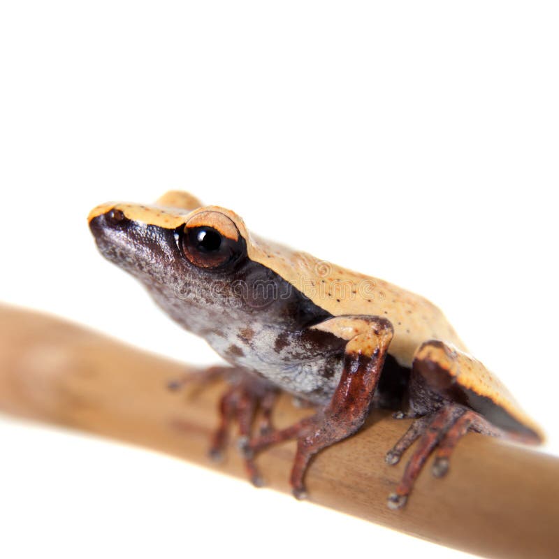 191 Frog Back View Stock Photos - Free & Royalty-Free Stock Photos from ...