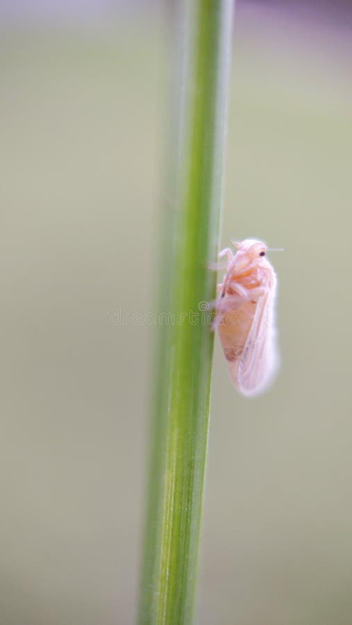 White backed plant hopper stock photo. Image of furcifer - 241358434