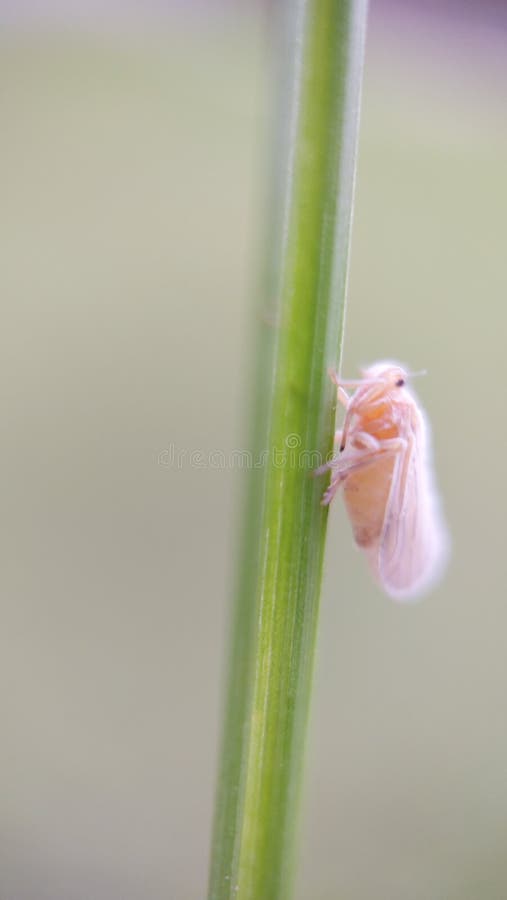 White backed plant hopper stock photo. Image of insect - 241358438