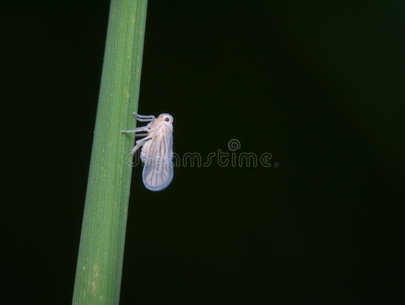 White Backed Planthopper on the Grass Stock Image - Image of wildlife ...
