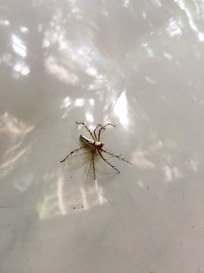 White backed spider stock photo. Image of white, spiny - 59247886