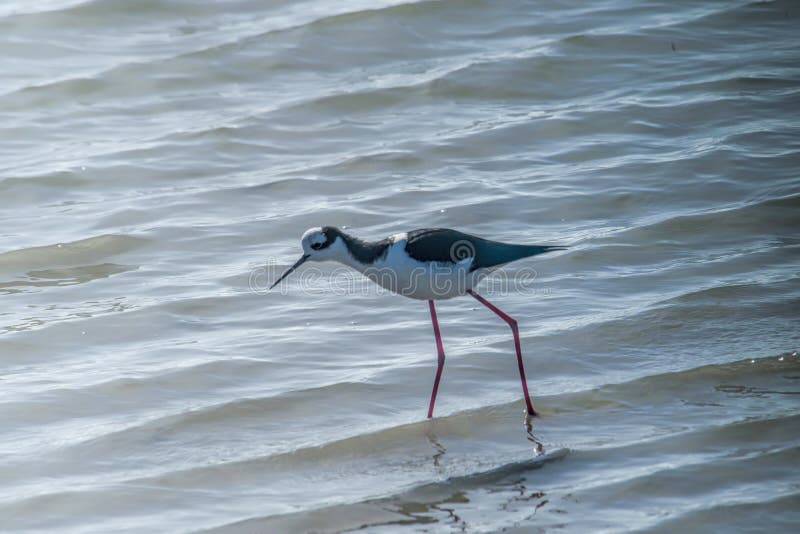 White-backed Stilt Fishing in the Lagoon Stock Photo - Image of bird ...