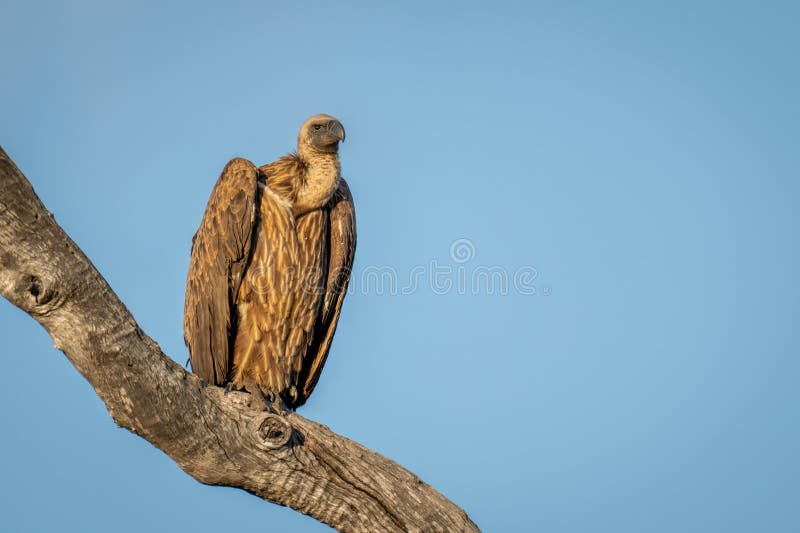 White-backed Vulture on Dead Tree in Sunshine Stock Image - Image of ...