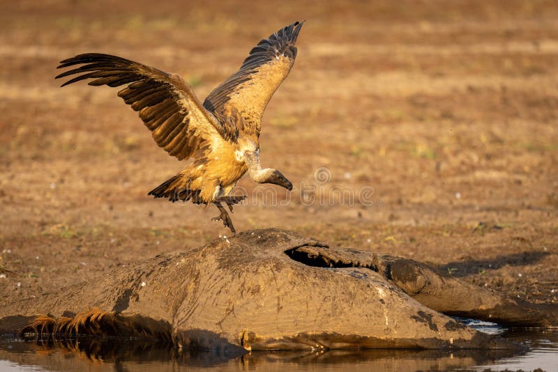 White-backed Vulture Flies Over Southern Giraffe Carcase Stock Image ...