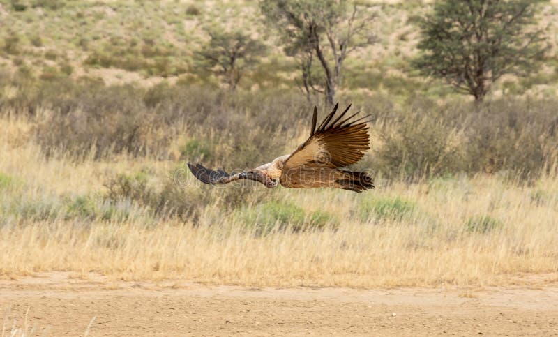 White-backed Vulture stock photo. Image of raptor, prey - 257255656