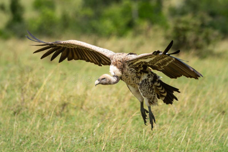 510 Vulture Talons Stock Photos - Free & Royalty-Free Stock Photos from ...