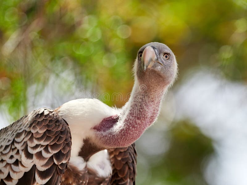 510 Vulture Talons Stock Photos - Free & Royalty-Free Stock Photos from ...