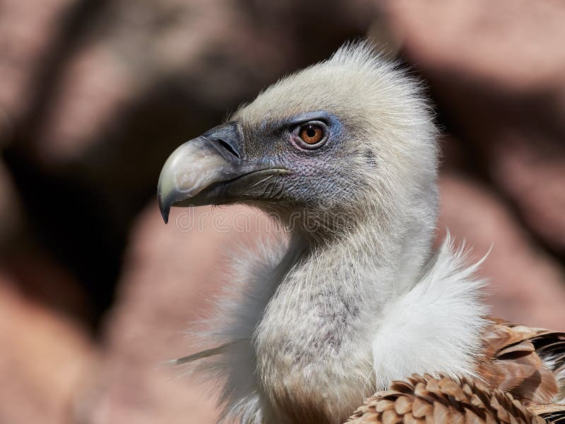African White-backed Vulture (Gyps Africanus) Stock Photo - Image of ...