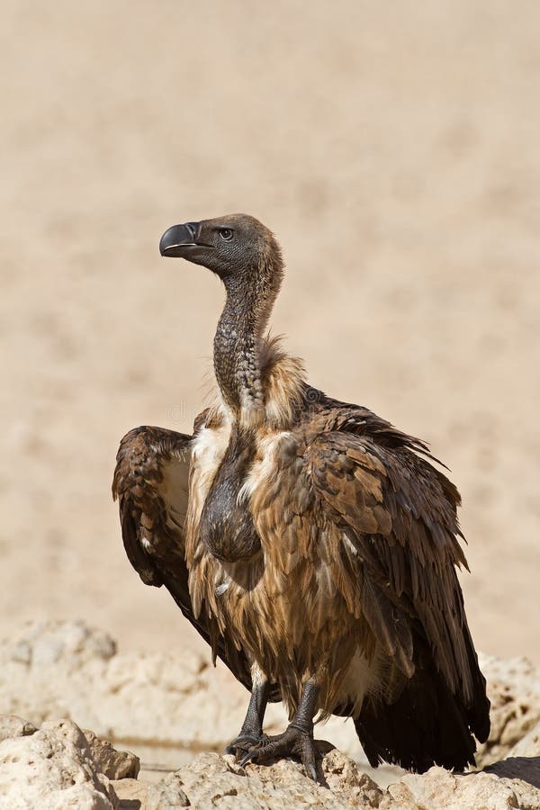 White-Backed Vulture Perched on Rock Stock Image - Image of beak, south ...