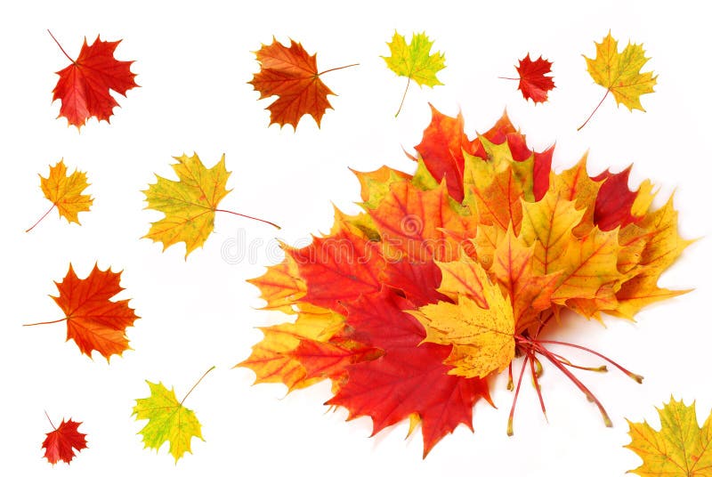 White Background with Autumn Leaves Stock Image - Image of nature ...