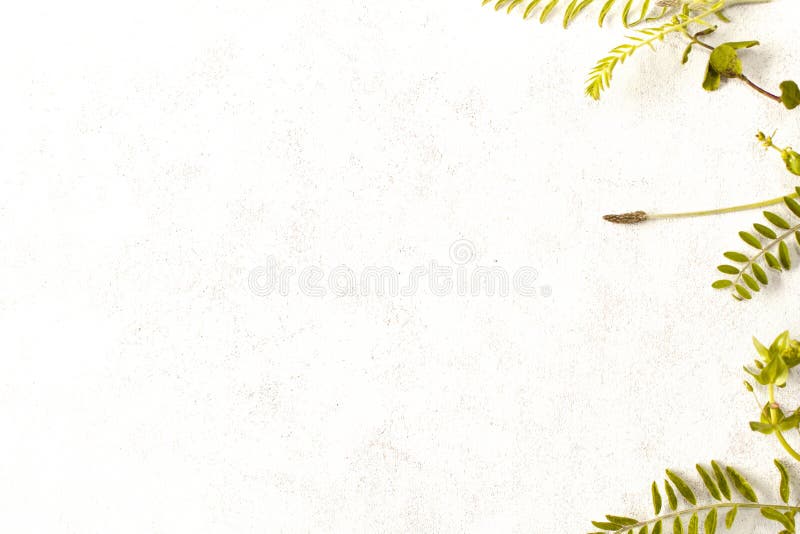 White Background with Botanical Leaves, Branches and Sprouts Border ...