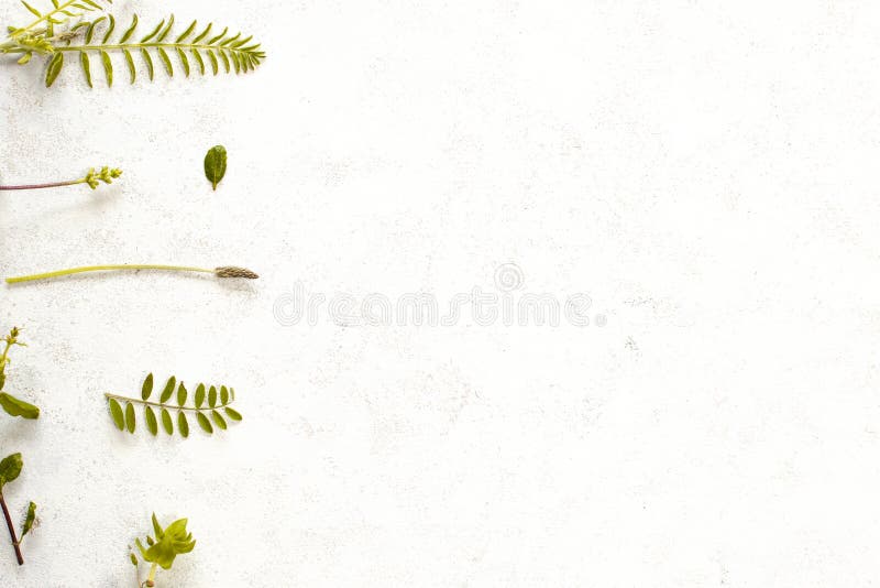 White Background with Botanical Leaves, Branches and Sprouts Border ...