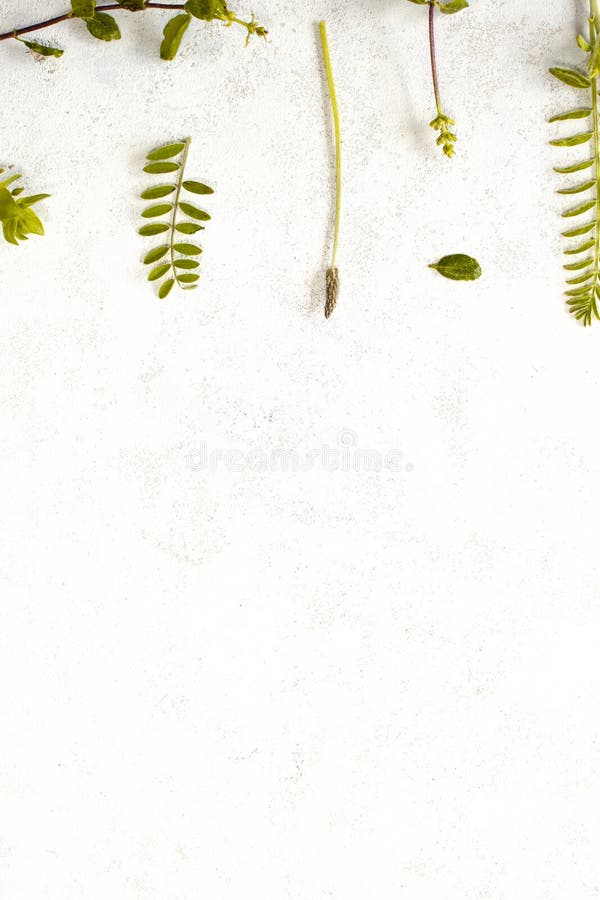 White Background with Botanical Leaves, Branches and Sprouts Border ...