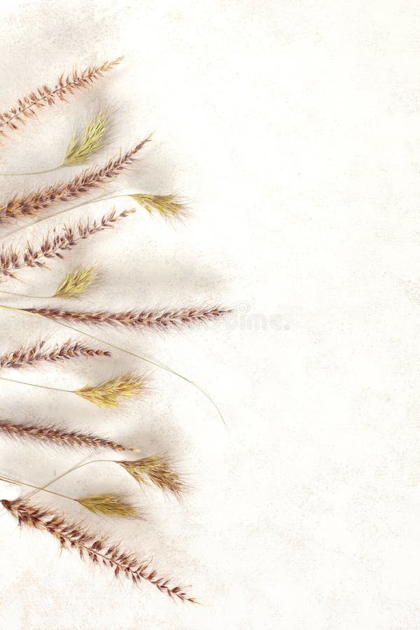 White Background with Botanical Leaves, Branches and Sprouts Border ...