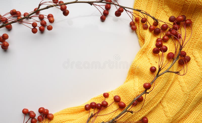 White Background with Branches with Small Apples and Yellow Sweater ...
