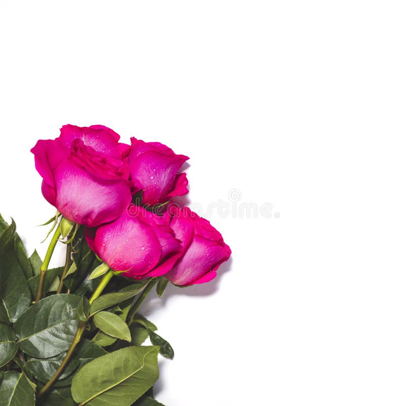 Five Pink Roses With Some Green Stock Photo - Image of woody, pink ...