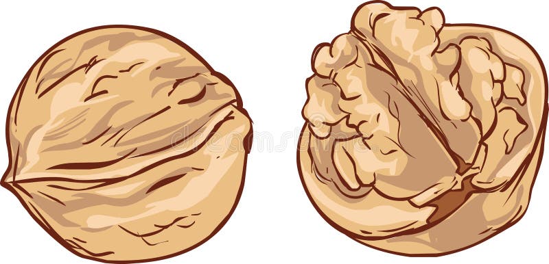 Walnut nut with shell stock illustration. Illustration of vegetarian ...