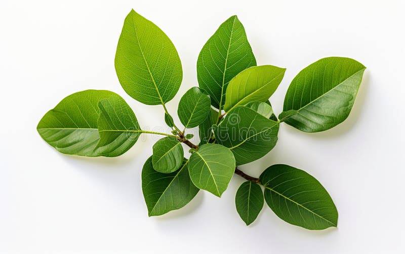 White Background Highlighting a Top View of Guava Tree Leaf -Generative ...