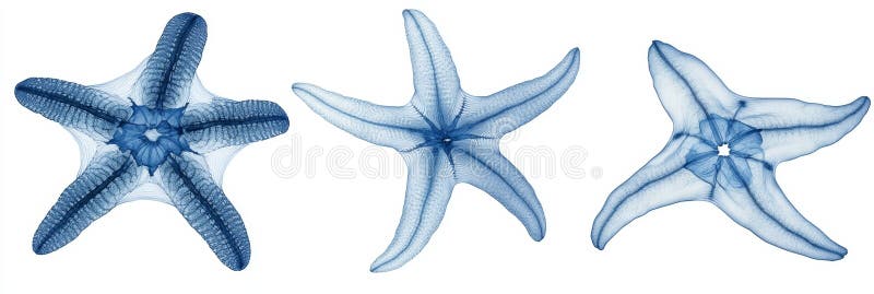 A White Background with Isolated Starfish Sea Stars in X-ray Stock ...