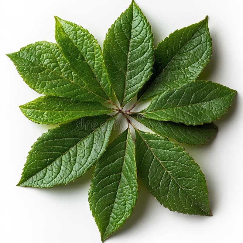 A White Background Isolates the Pinnately Compound Leaf of a Green Ash ...