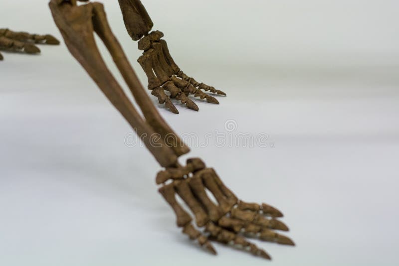 On White Background of Part of Ancient Dinosaur Skeleton. Skull and ...