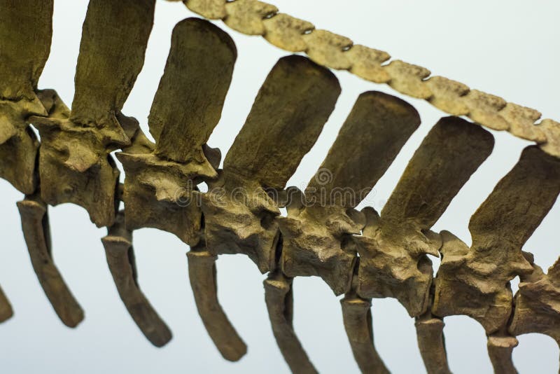 On White Background of Part of Ancient Dinosaur Skeleton. Skull and ...