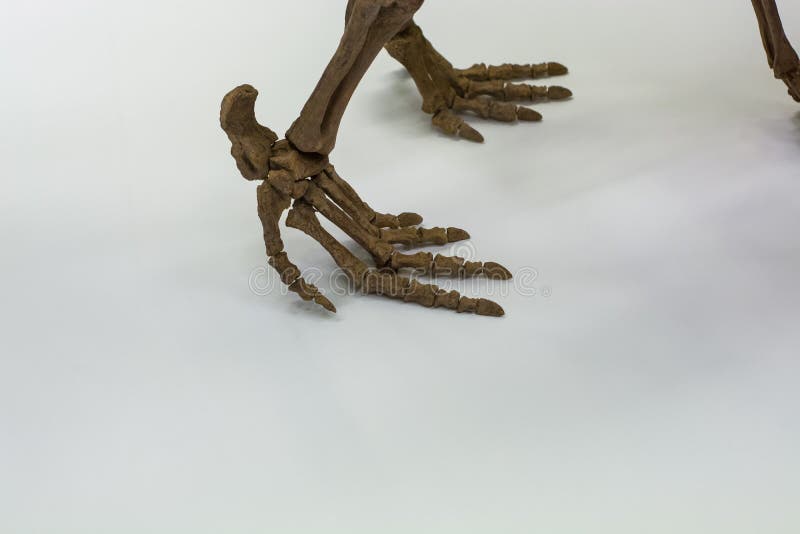 On White Background of Part of Ancient Dinosaur Skeleton. Skull and ...