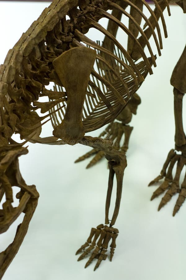 On White Background of Part of Ancient Dinosaur Skeleton. Skull and ...