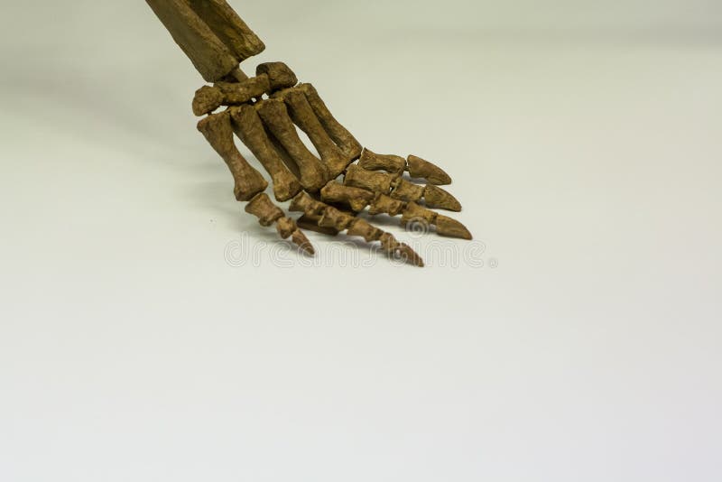 On White Background of Part of Ancient Dinosaur Skeleton. Skull and ...